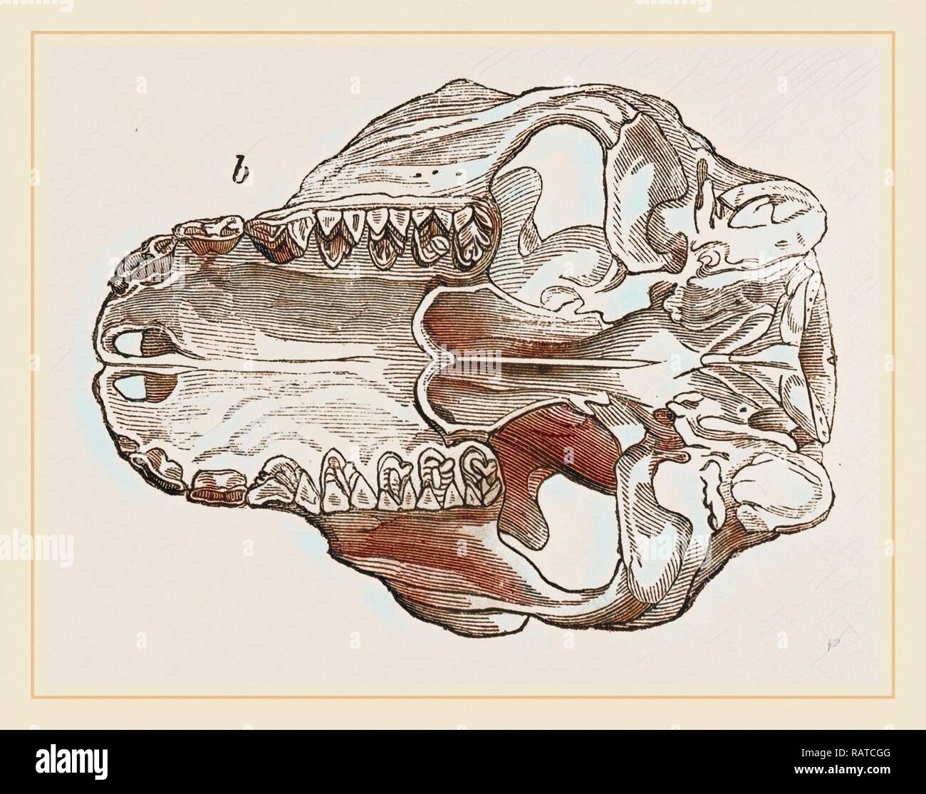 Skull of Galeopithecus Philippinensis. Reimagined by Gibon. Classic art ...