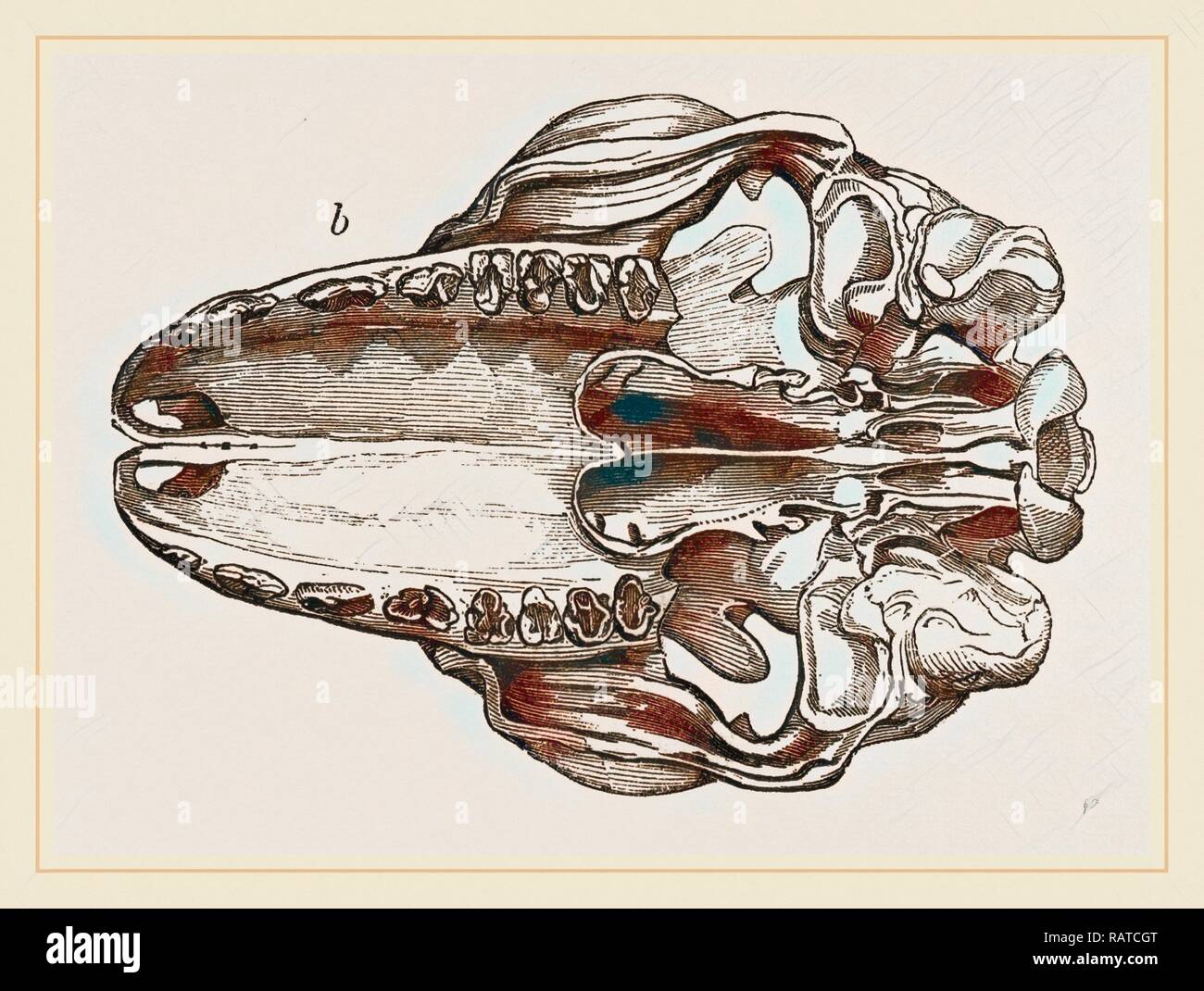 Skull of Galeopithecus Temminckii. Reimagined by Gibon. Classic art ...