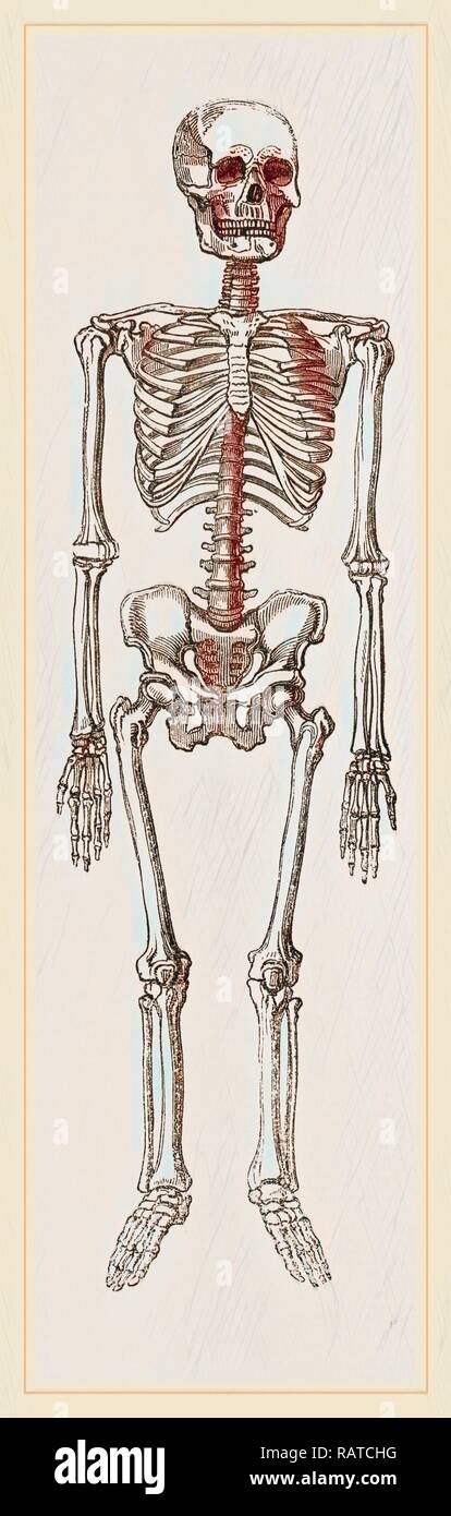 Skeleton of Man. Reimagined by Gibon. Classic art with a modern twist ...