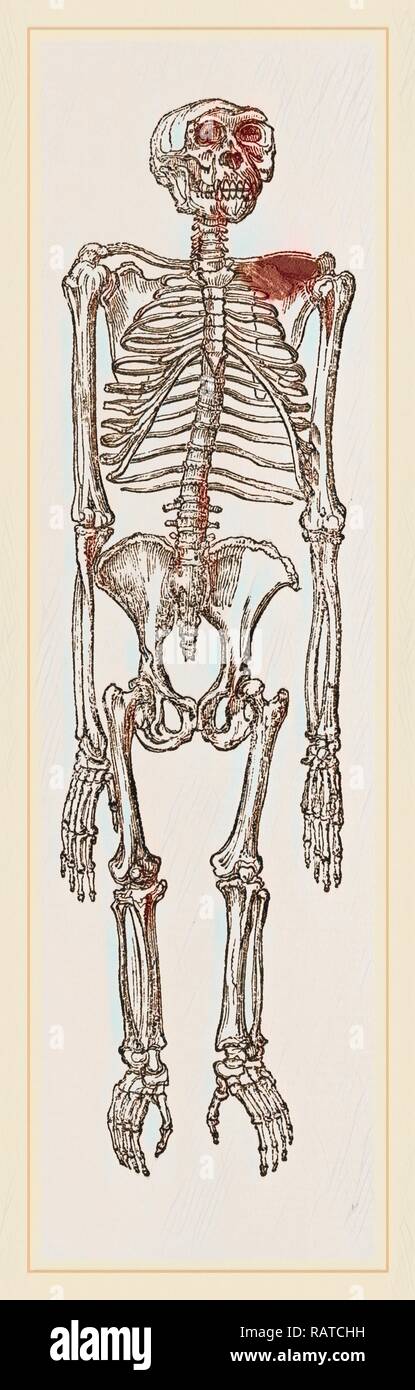 Chimpanzee skeleton hi-res stock photography and images - Alamy
