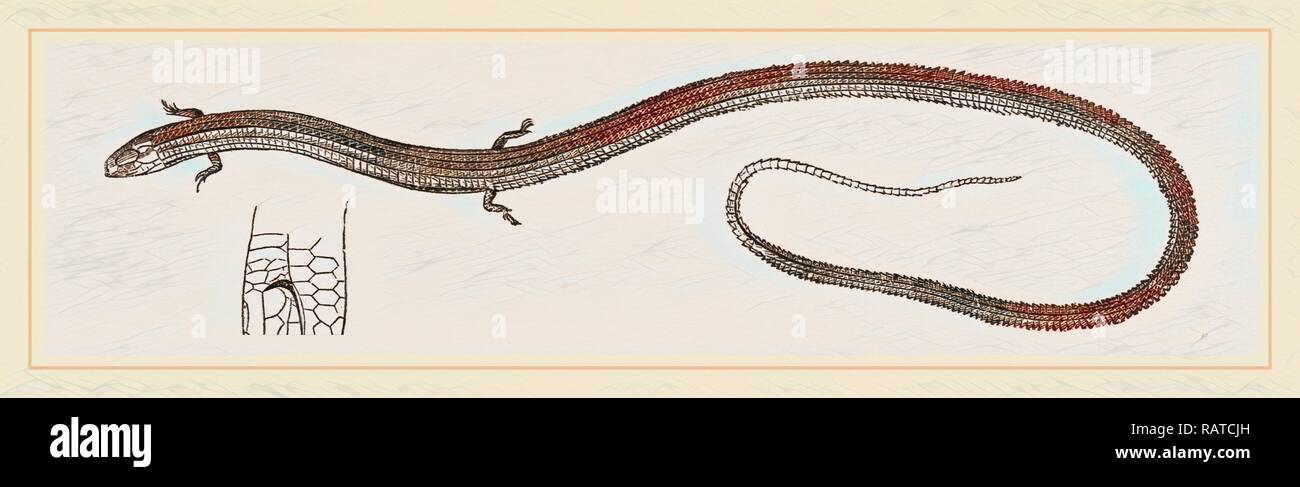 Four-toed Snake-Lizard. Reimagined by Gibon. Classic art with a modern ...