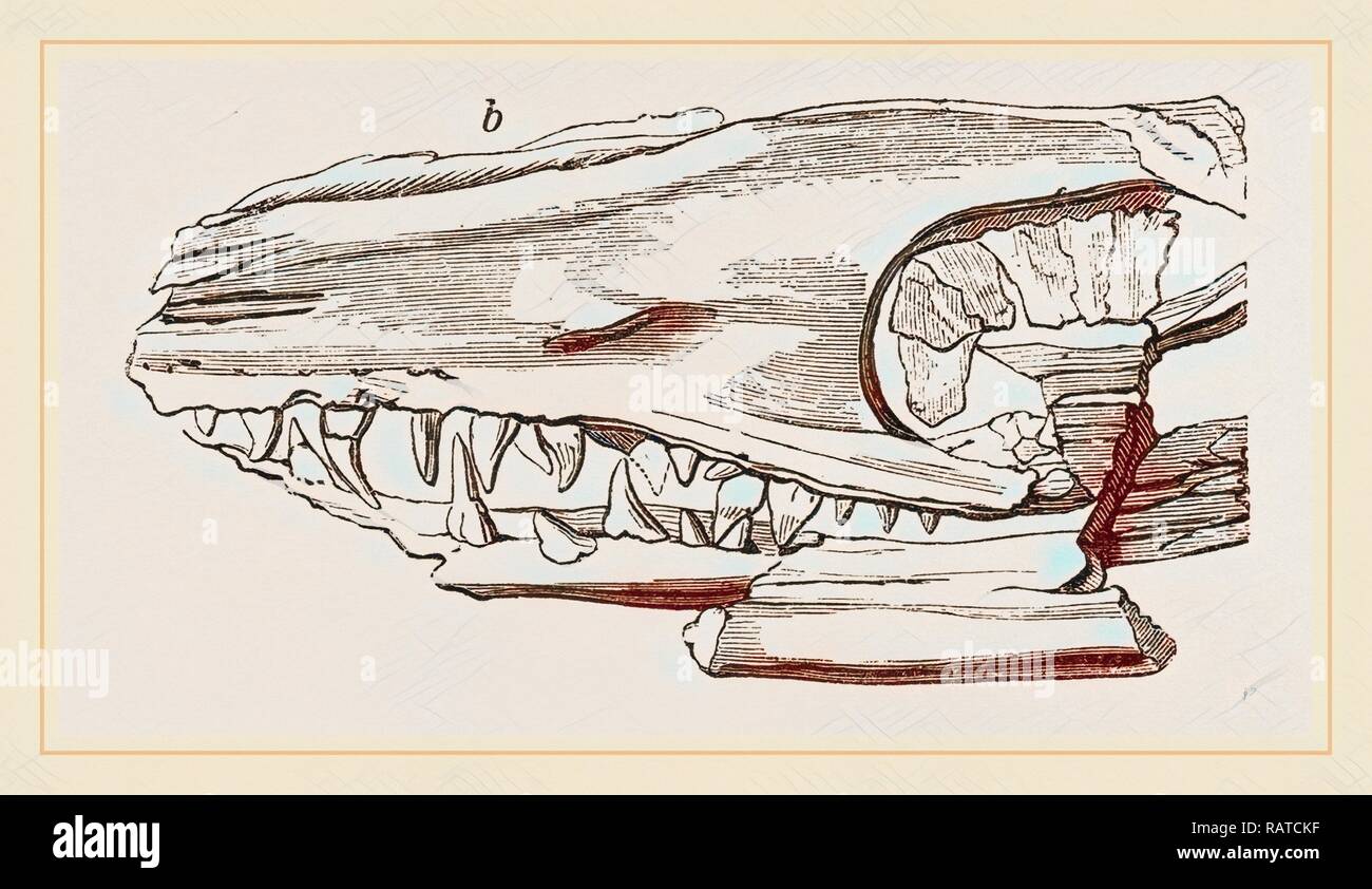 Head of Sommering's Geosaurus. Reimagined by Gibon. Classic art with a ...