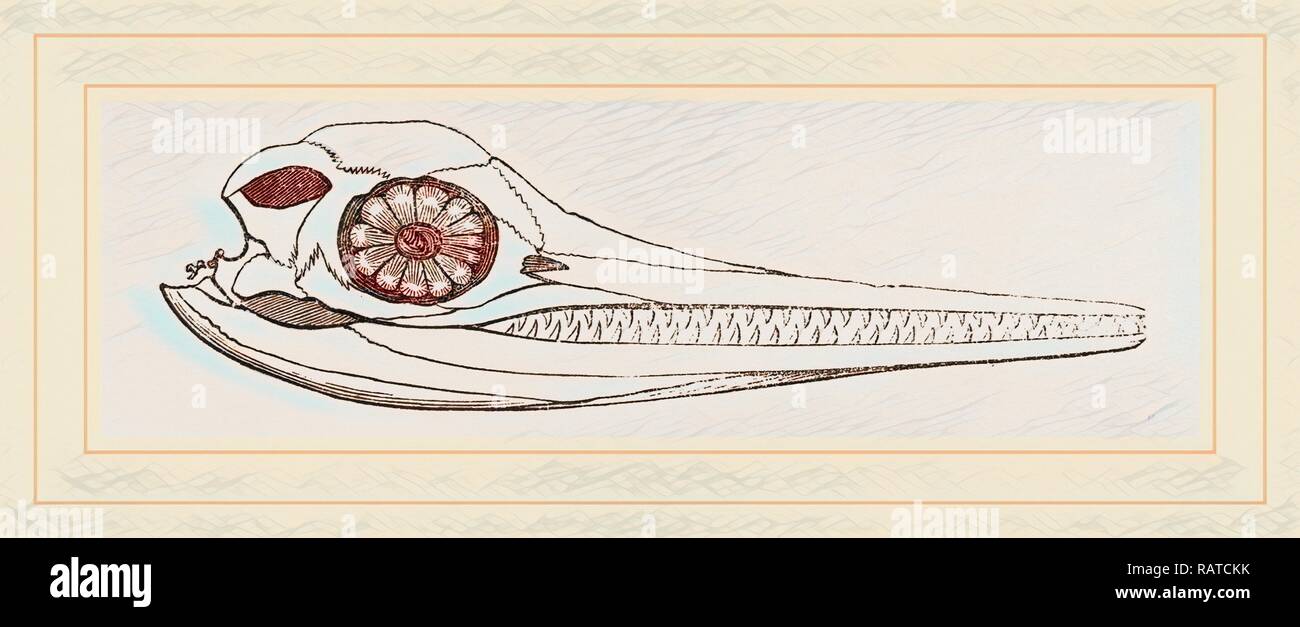 Upper Skull of Ichthyosaurus. Reimagined by Gibon. Classic art with a ...
