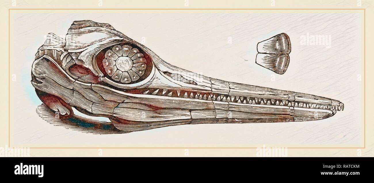 Upper Skull of Ichthyosaurus. Reimagined by Gibon. Classic art with a ...
