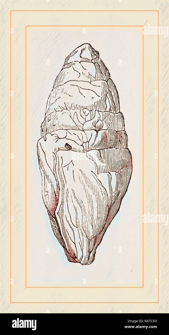Coprolite of lchthyosaurns. Reimagined by Gibon. Classic art with a ...