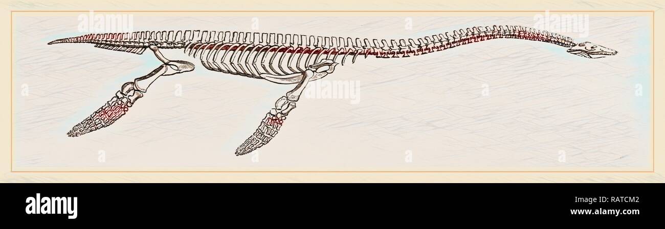 Plesiosaurus High Resolution Stock Photography and Images - Alamy