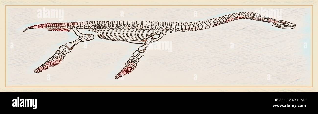 Plesiosaurus High Resolution Stock Photography and Images - Alamy