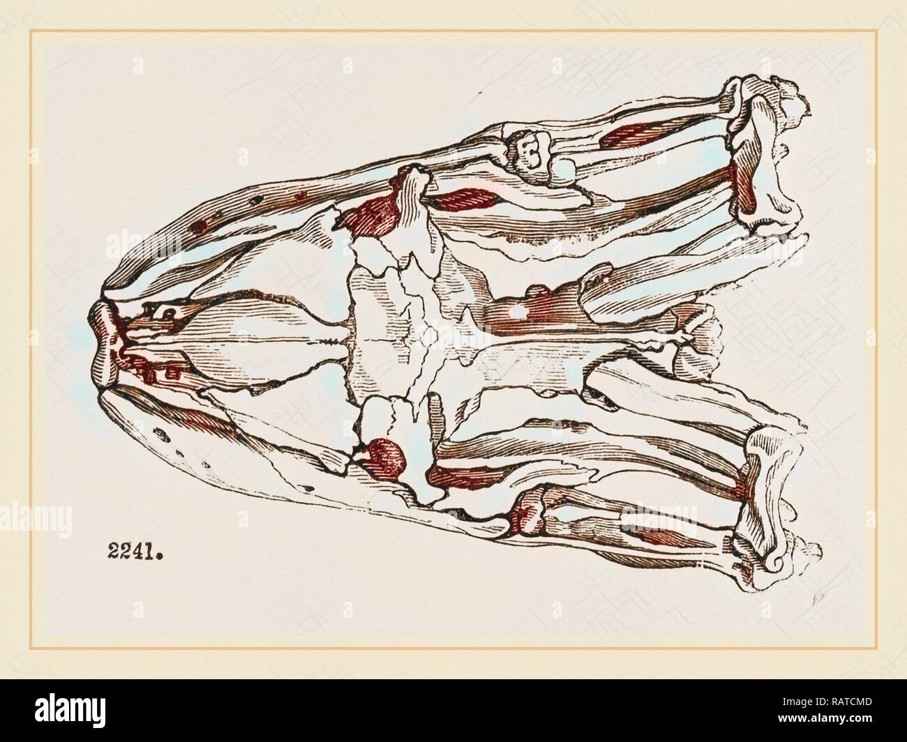 Python skull hi-res stock photography and images - Alamy