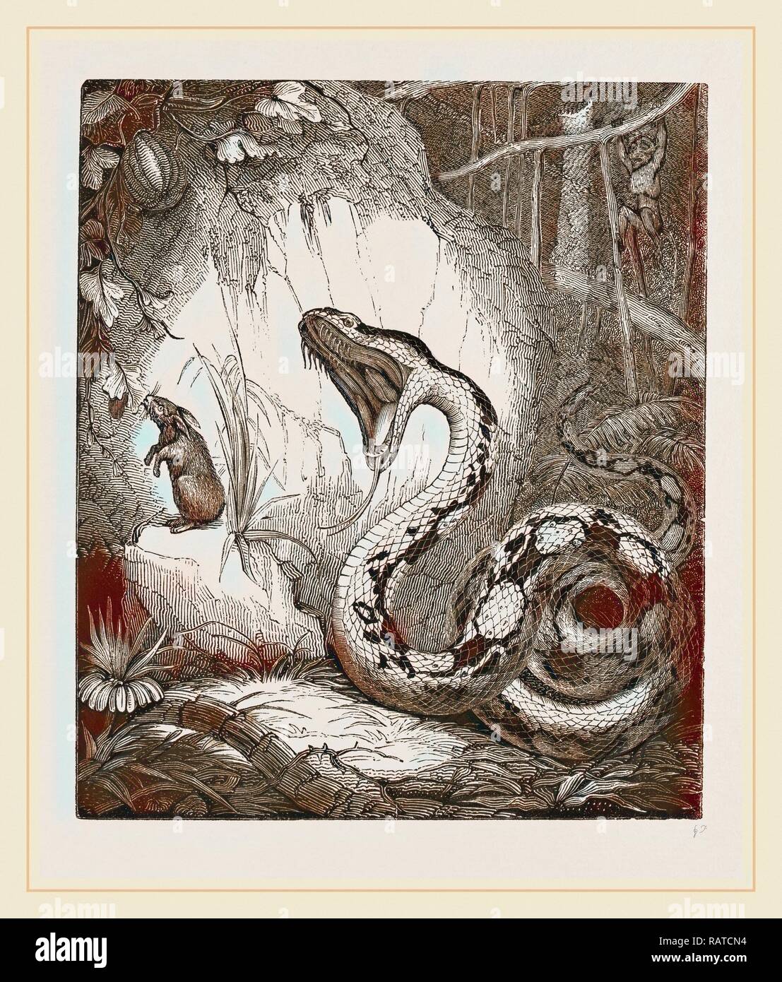 Boa Constrictor. Reimagined by Gibon. Classic art with a modern twist ...