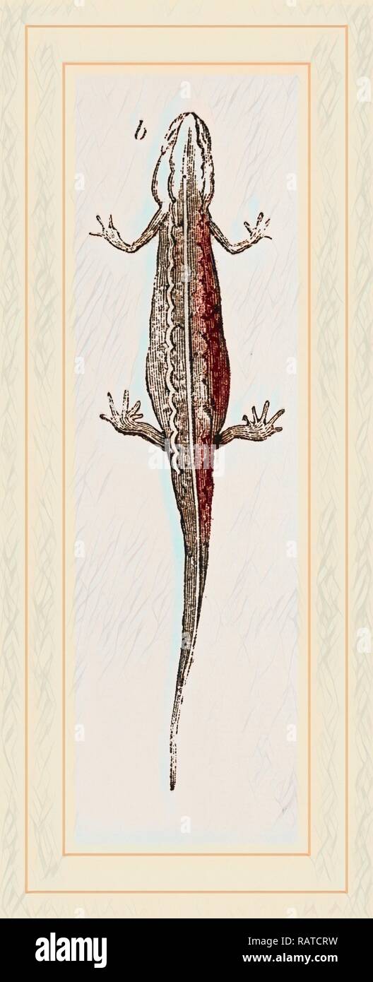 Common Smooth Newts. Reimagined by Gibon. Classic art with a modern ...