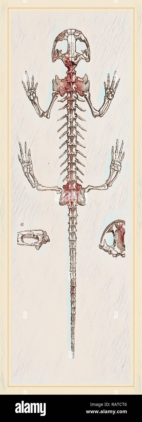 Skeleton of Salamander. Reimagined by Gibon. Classic art with a modern ...