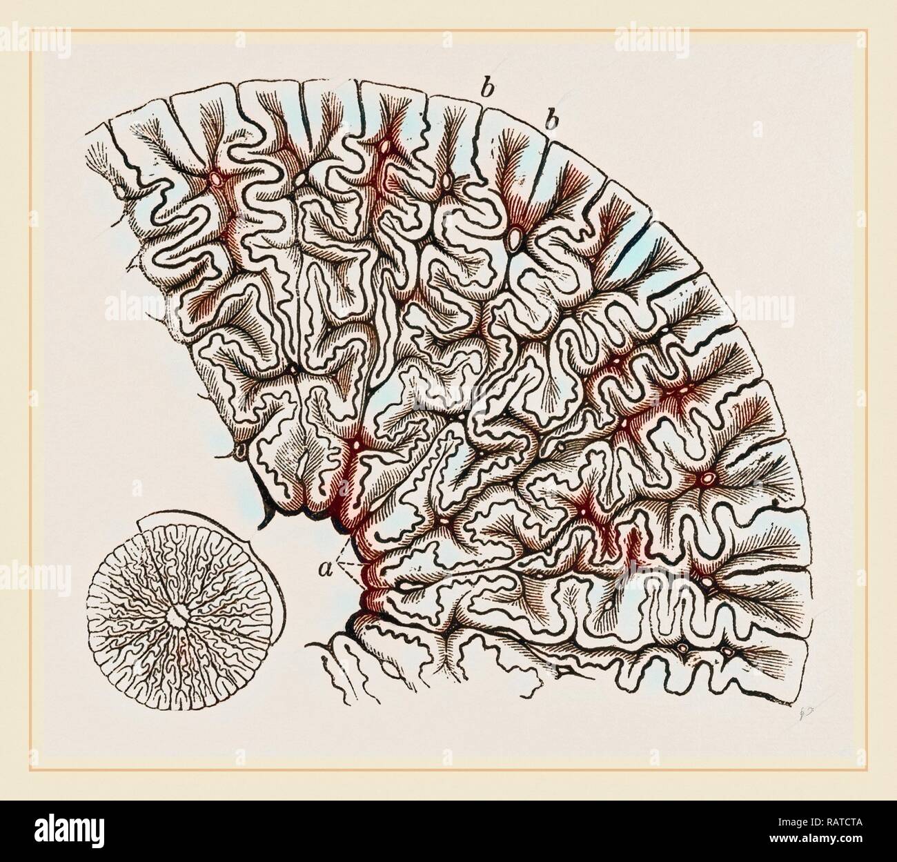 Tooth of Labyrinthodon. Reimagined by Gibon. Classic art with a modern ...