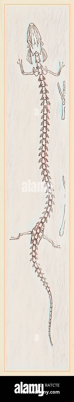 Skeleton of Proteus. Reimagined by Gibon. Classic art with a modern ...