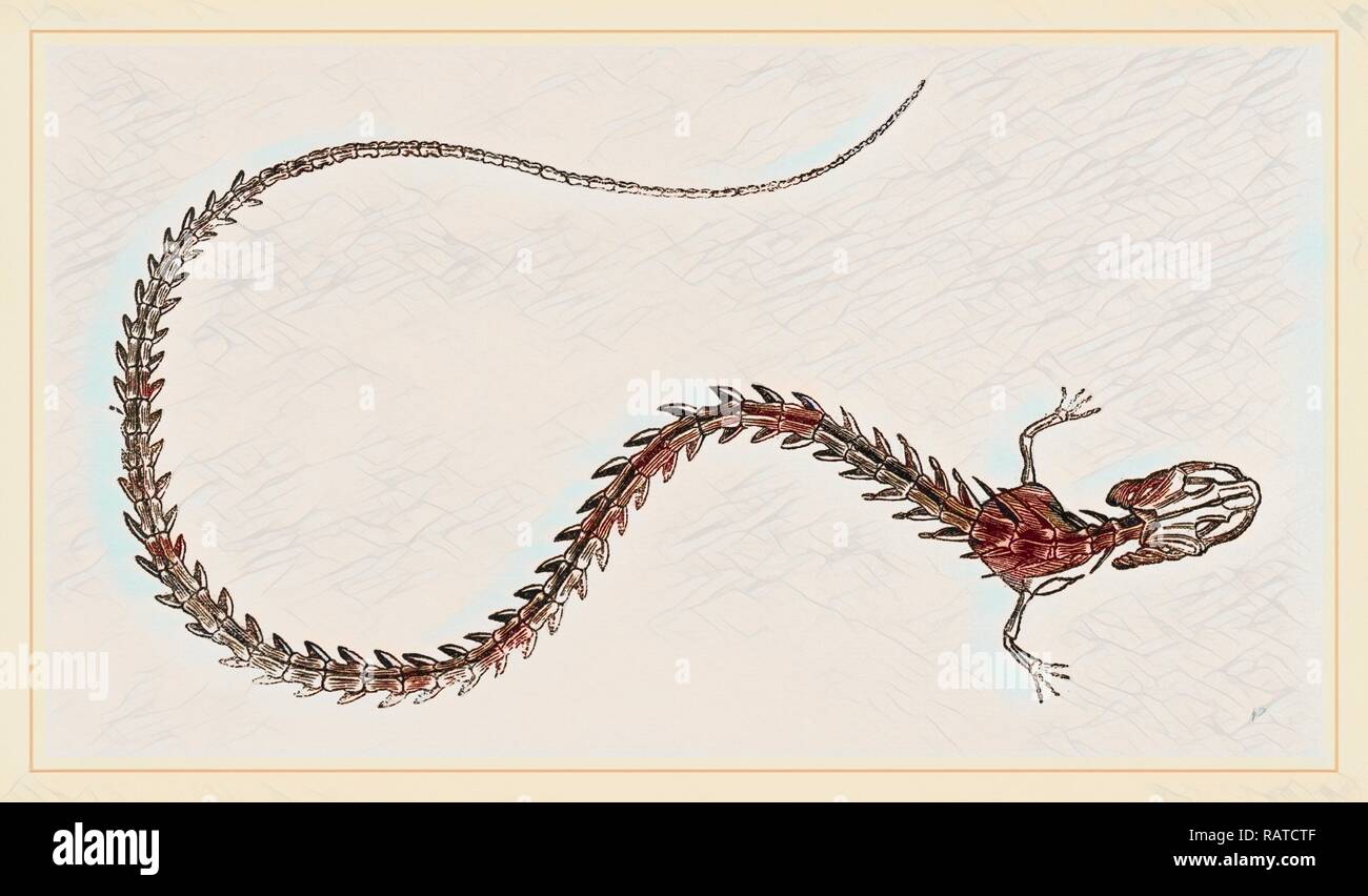 Skeleton of Striated Siren. Reimagined by Gibon. Classic art with a ...