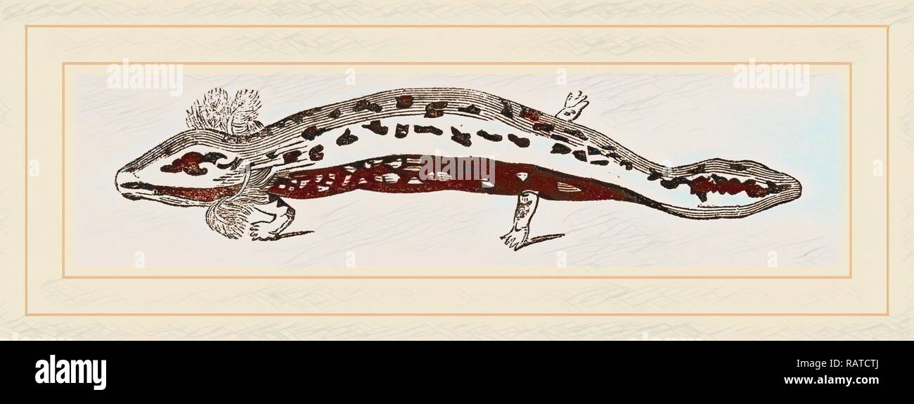 Necturus hi-res stock photography and images - Alamy