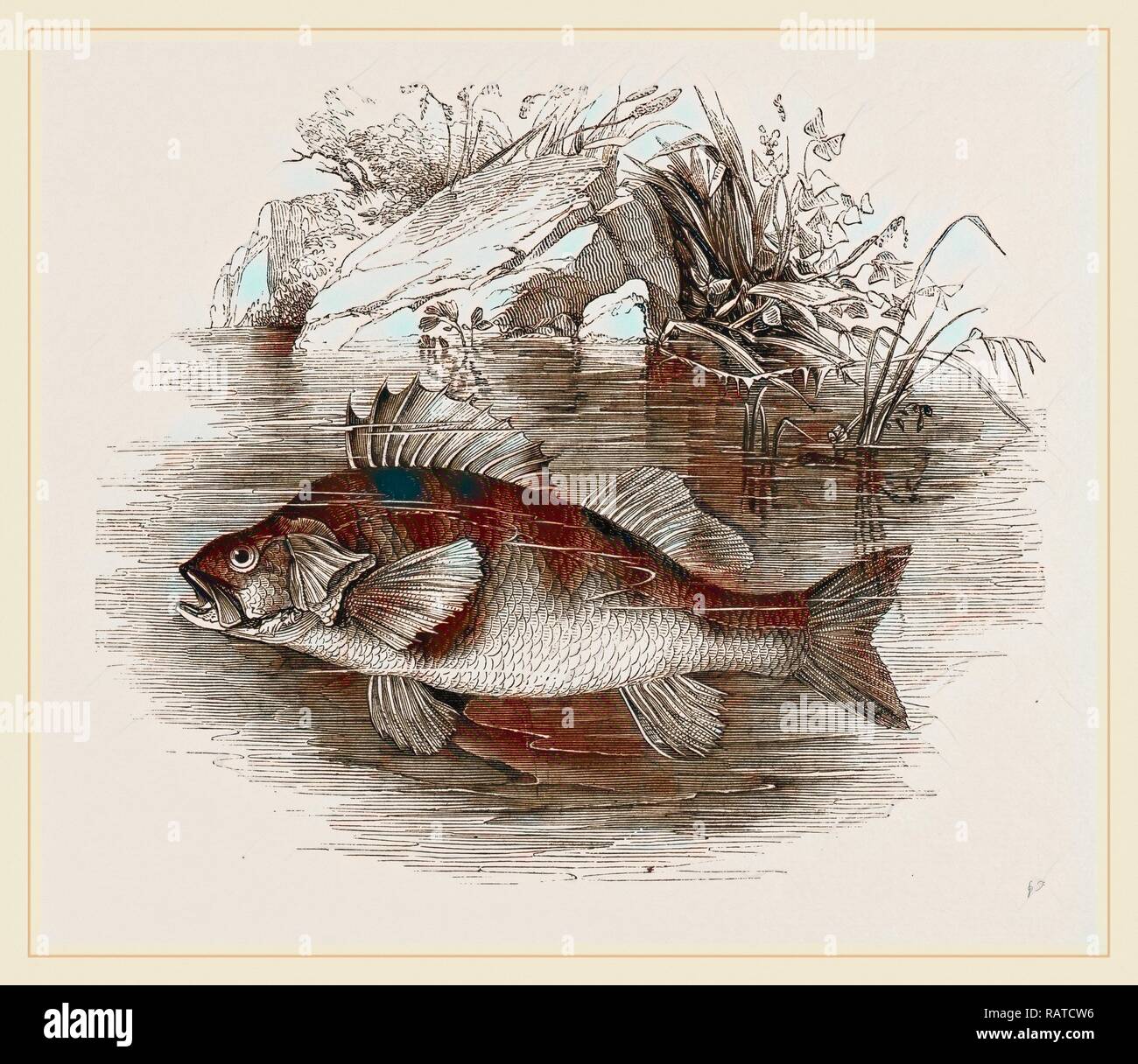 Perch. Reimagined by Gibon. Classic art with a modern twist reimagined ...