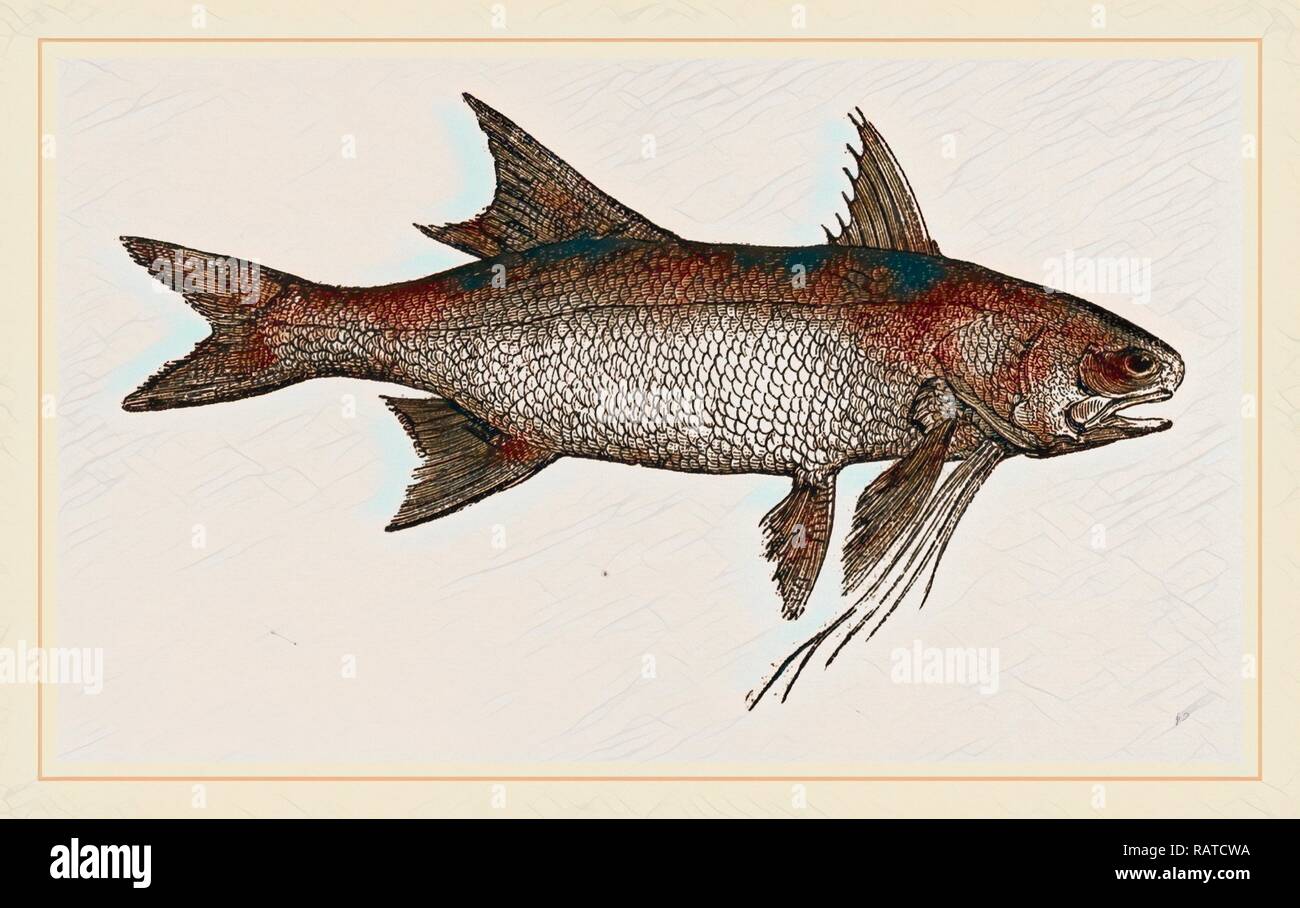 Four rayed Polynemus. Reimagined by Gibon. Classic art with a modern ...