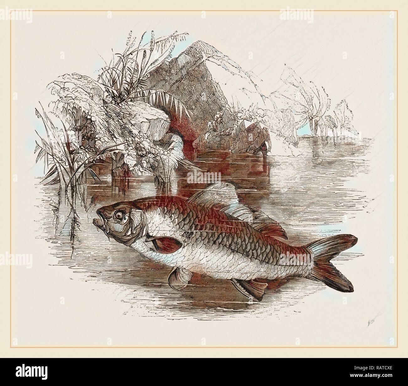 Carp. Reimagined by Gibon. Classic art with a modern twist reimagined ...