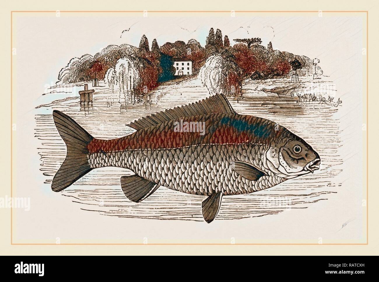 Carp. Reimagined by Gibon. Classic art with a modern twist reimagined ...