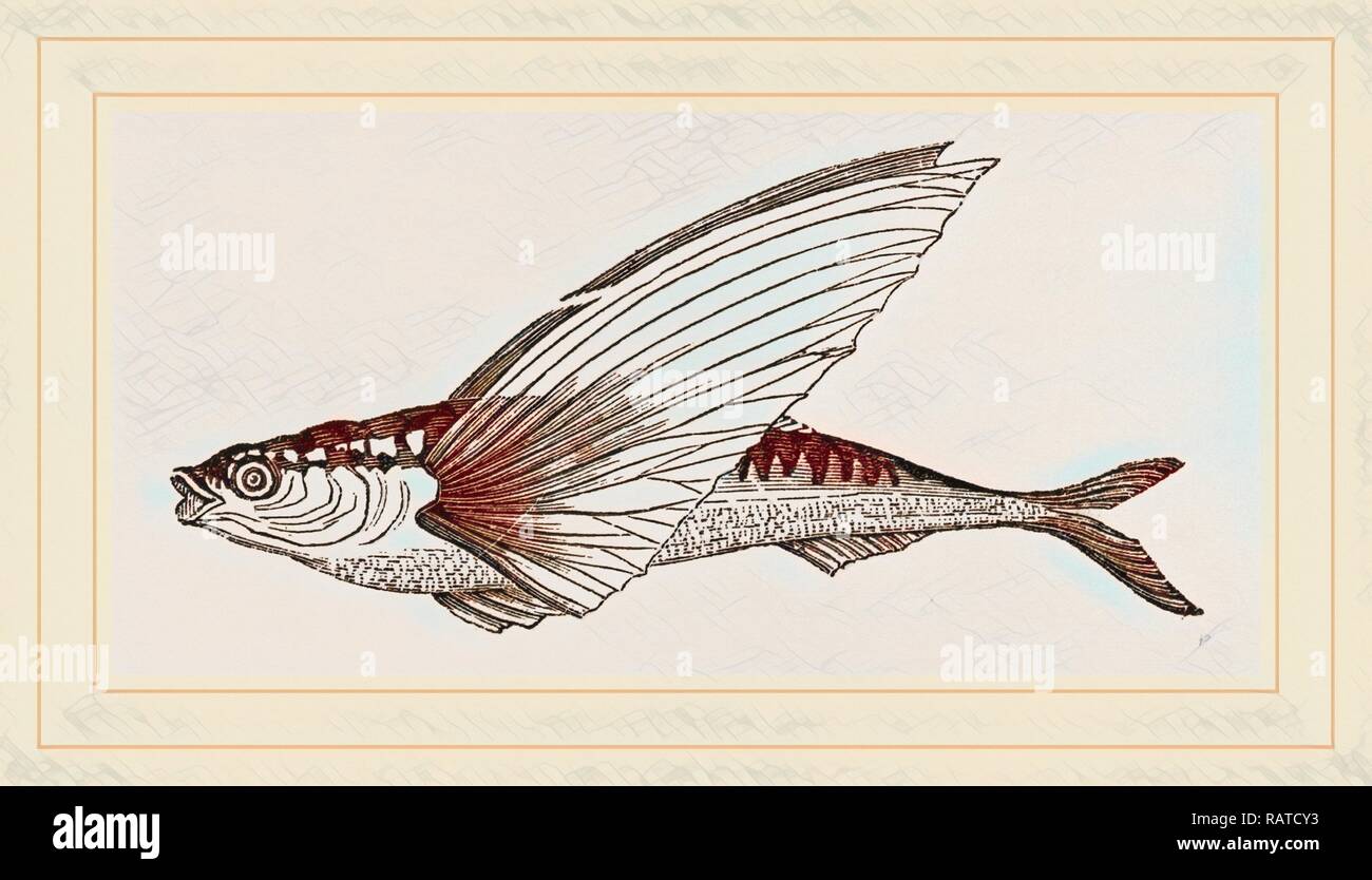 Flying-fish. Reimagined by Gibon. Classic art with a modern twist ...