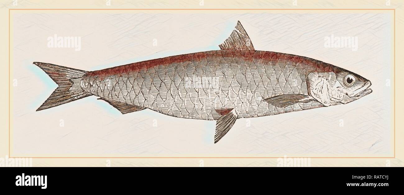 Pilchard. Reimagined by Gibon. Classic art with a modern twist ...