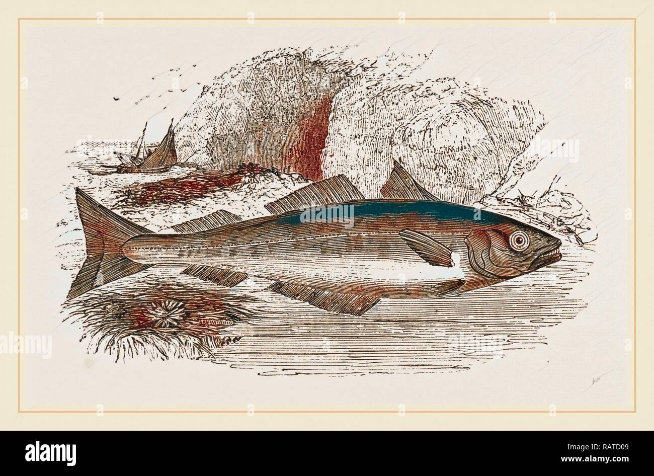 Coalfish. Reimagined by Gibon. Classic art with a modern twist ...