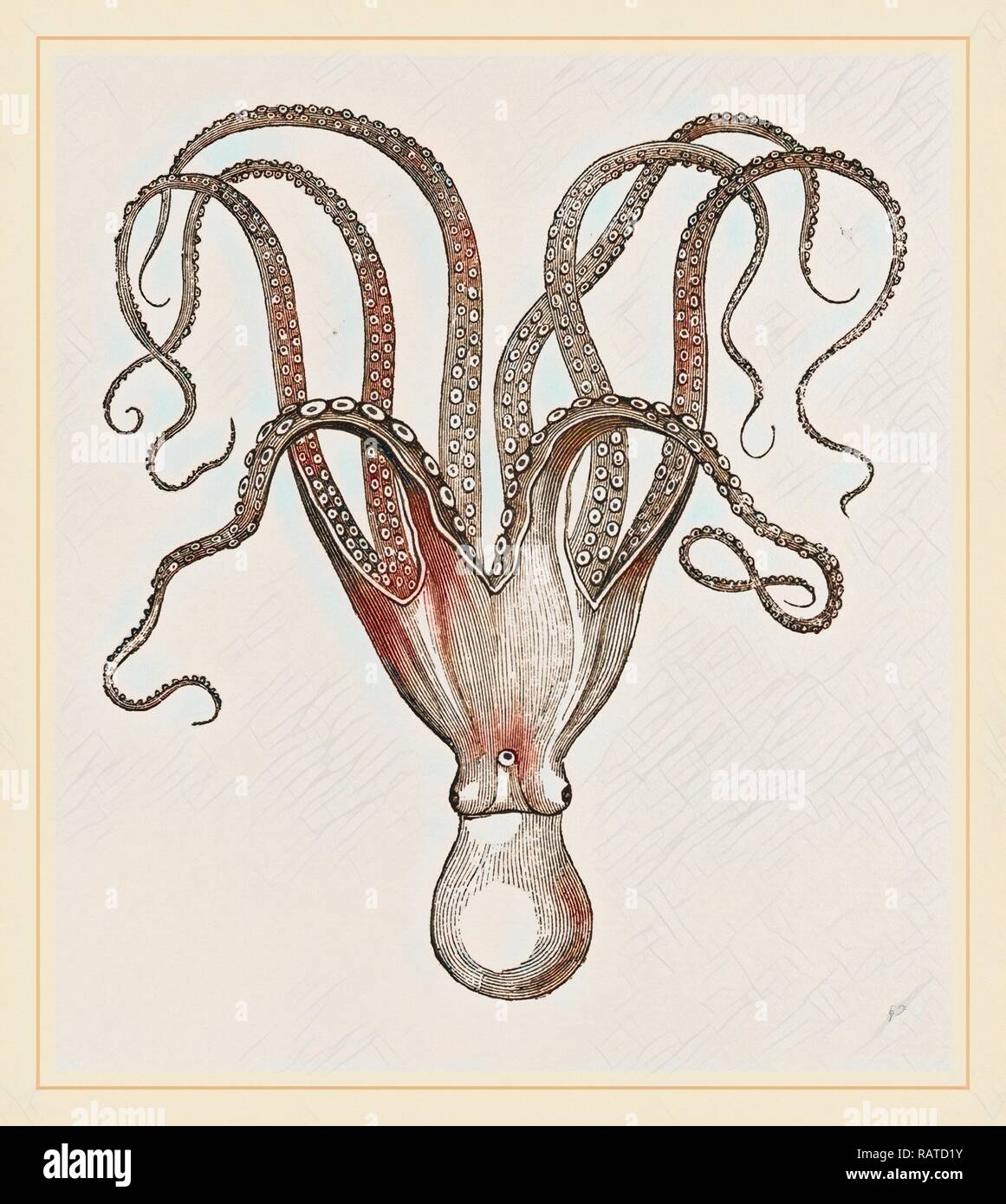 Cuttle-fish. Reimagined by Gibon. Classic art with a modern twist ...