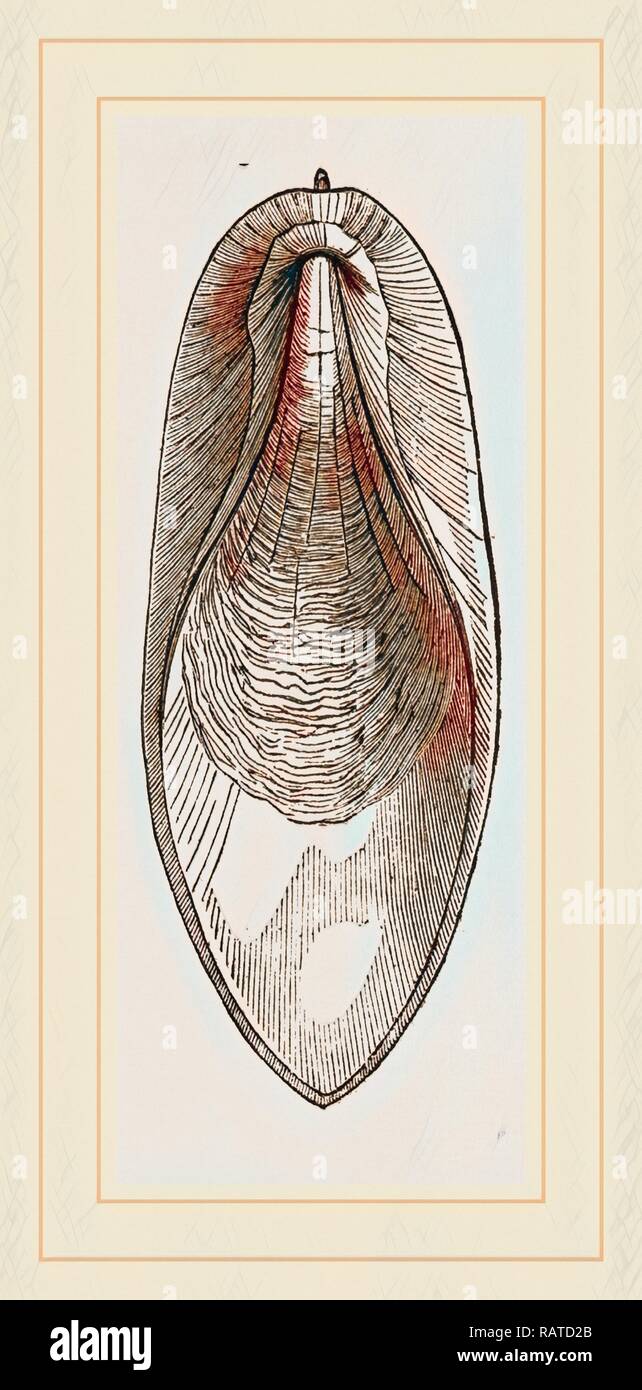 Internal Shell of Cuttle-fish. Reimagined by Gibon. Classic art with a ...