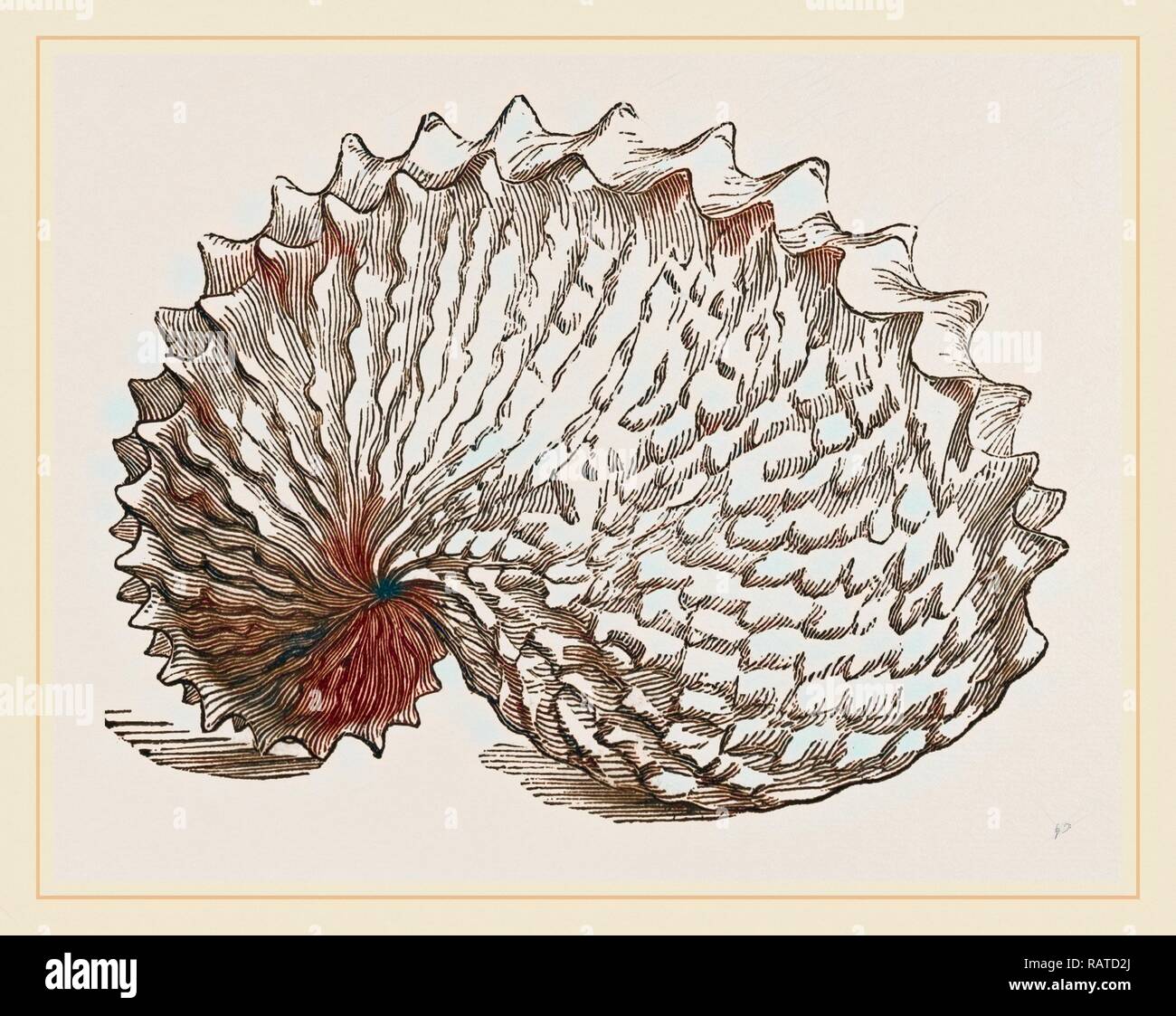 Shell of Tuberculous Argonaut. Reimagined by Gibon. Classic art with a ...