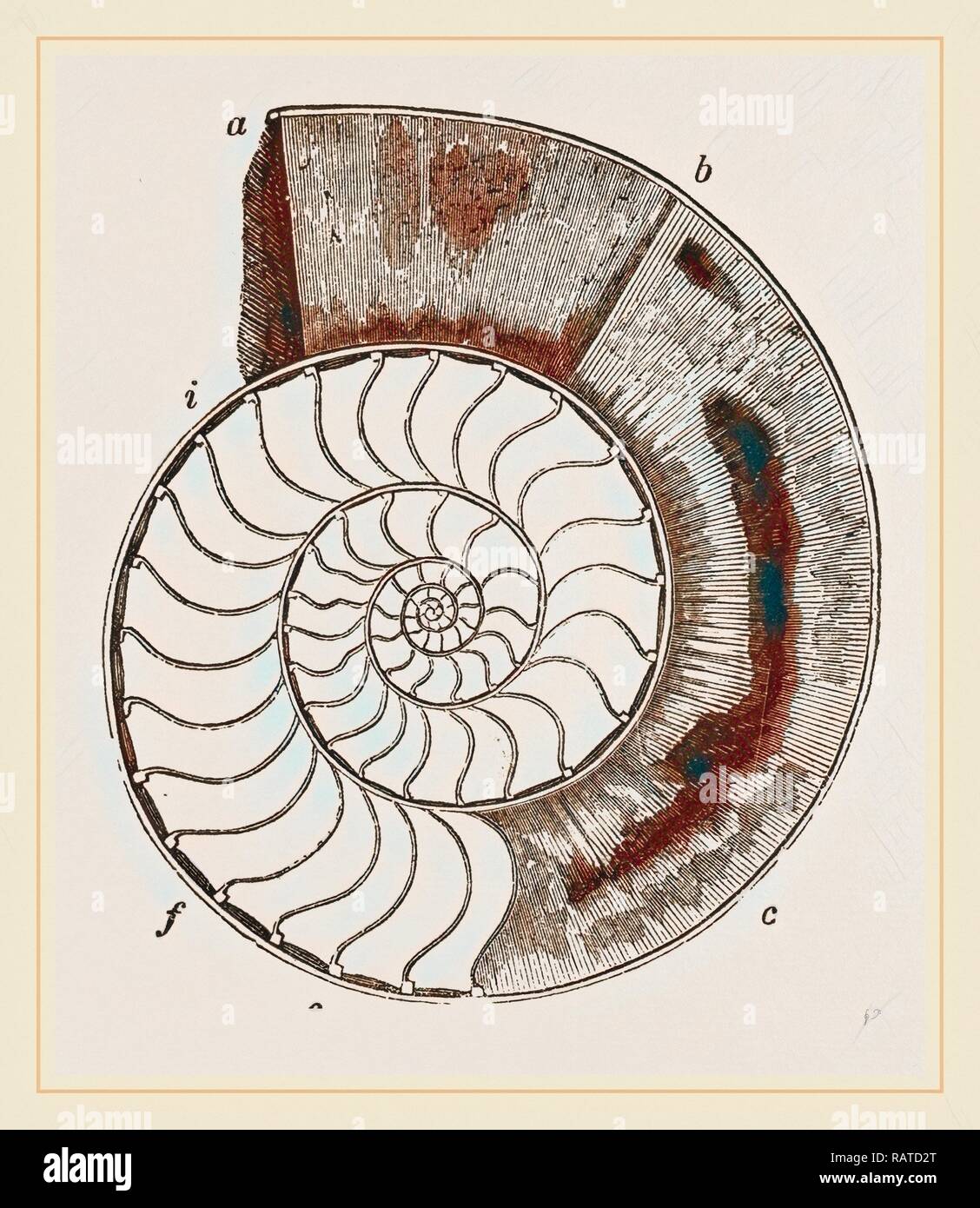 Shell of Ammonite. Reimagined by Gibon. Classic art with a modern twist ...