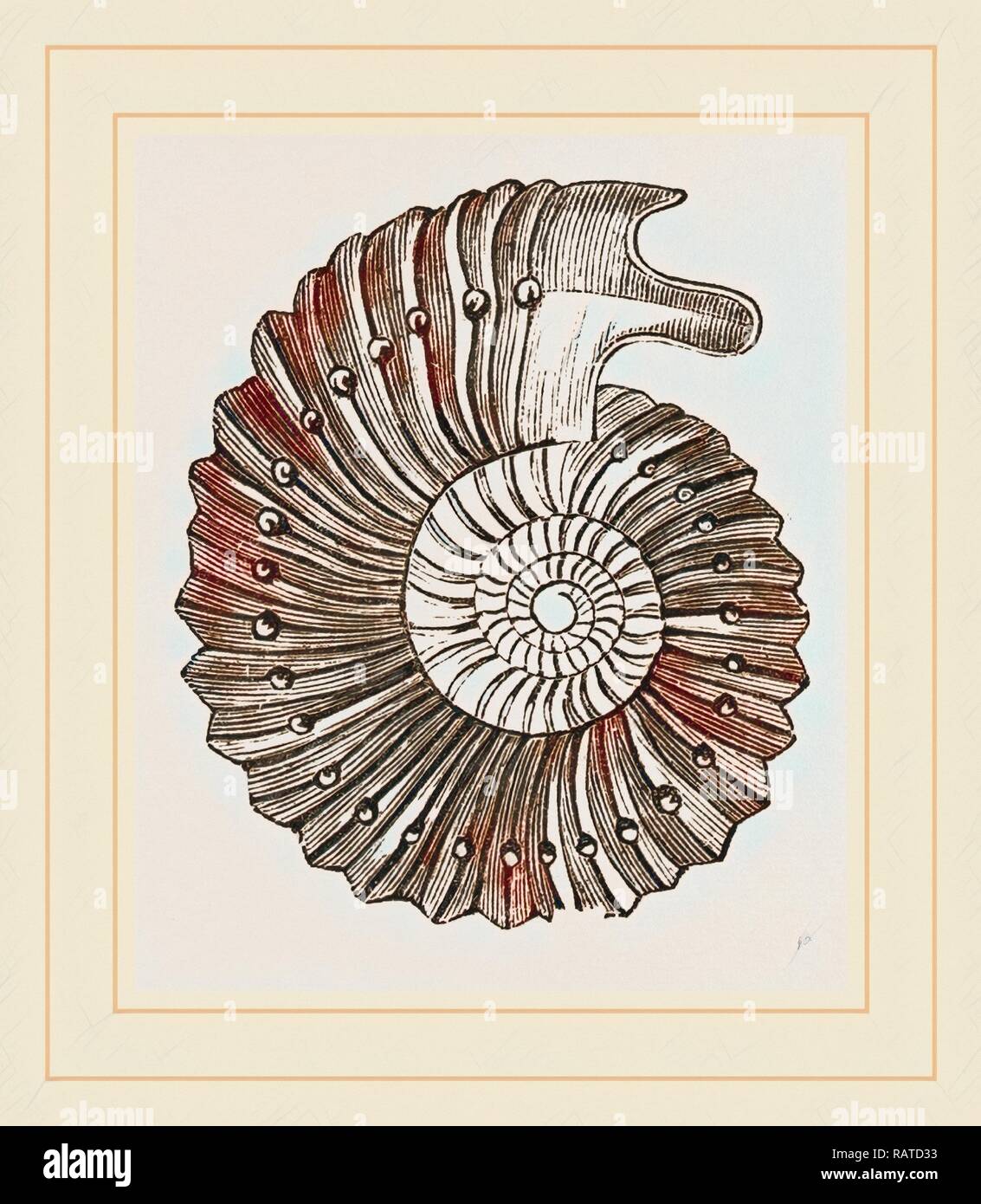 Ammonite. Reimagined by Gibon. Classic art with a modern twist ...