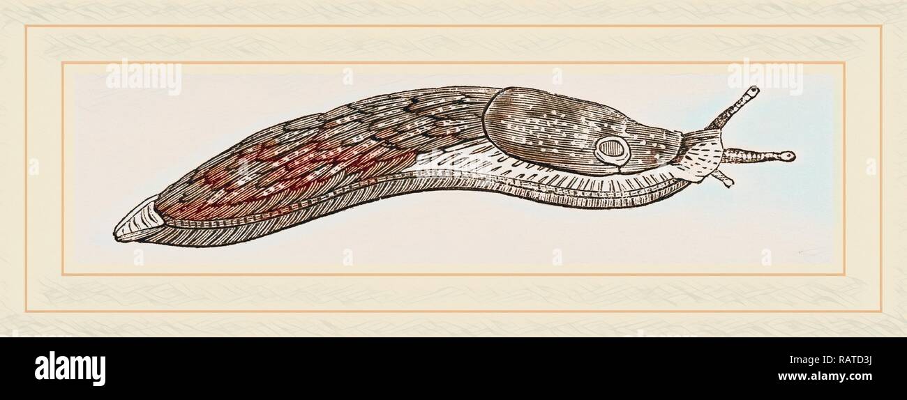 Red Slug. Reimagined by Gibon. Classic art with a modern twist ...