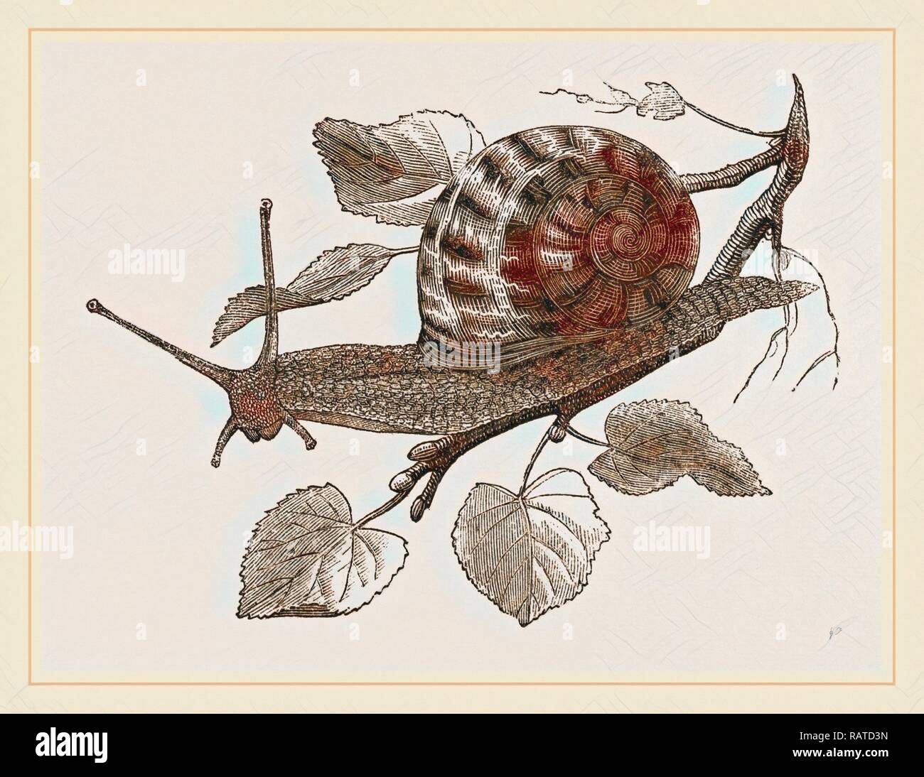 Large Garden Snail. Reimagined by Gibon. Classic art with a modern ...
