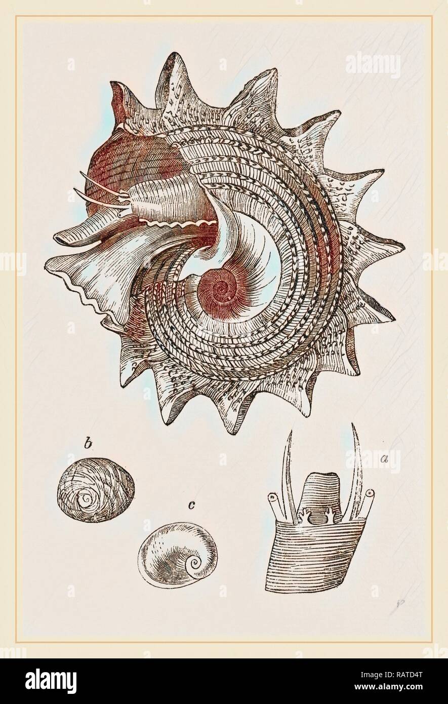 Imperial Trochus. Reimagined by Gibon. Classic art with a modern twist ...