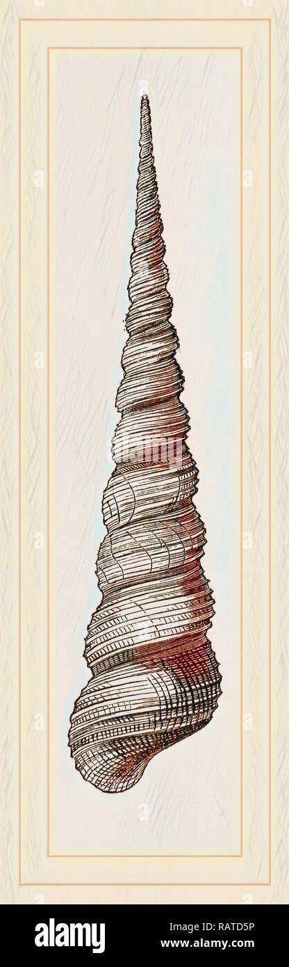 Awl shaped Turritella. Reimagined by Gibon. Classic art with a modern ...