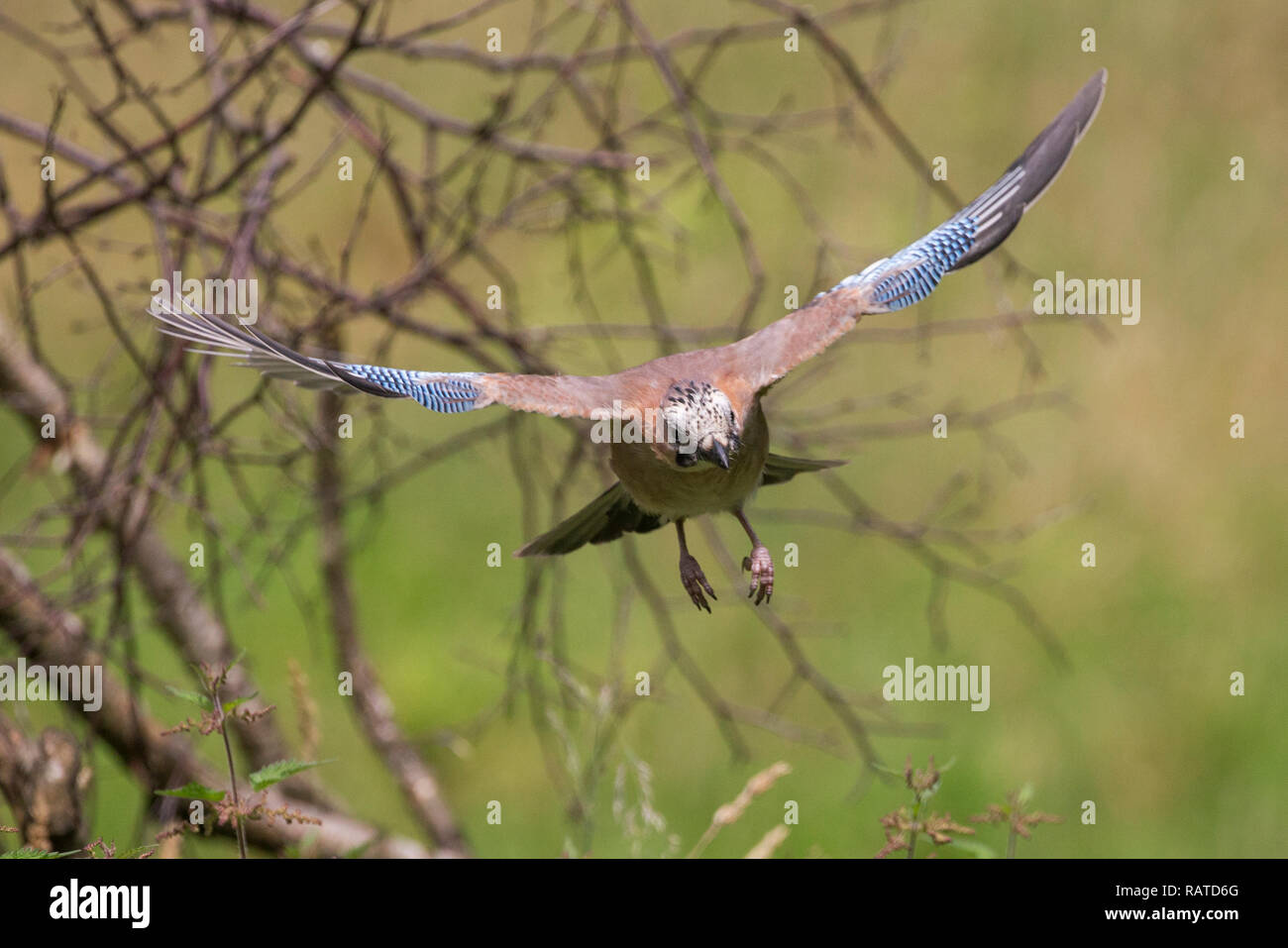 Eurasian jay in flight hi-res stock photography and images - Alamy