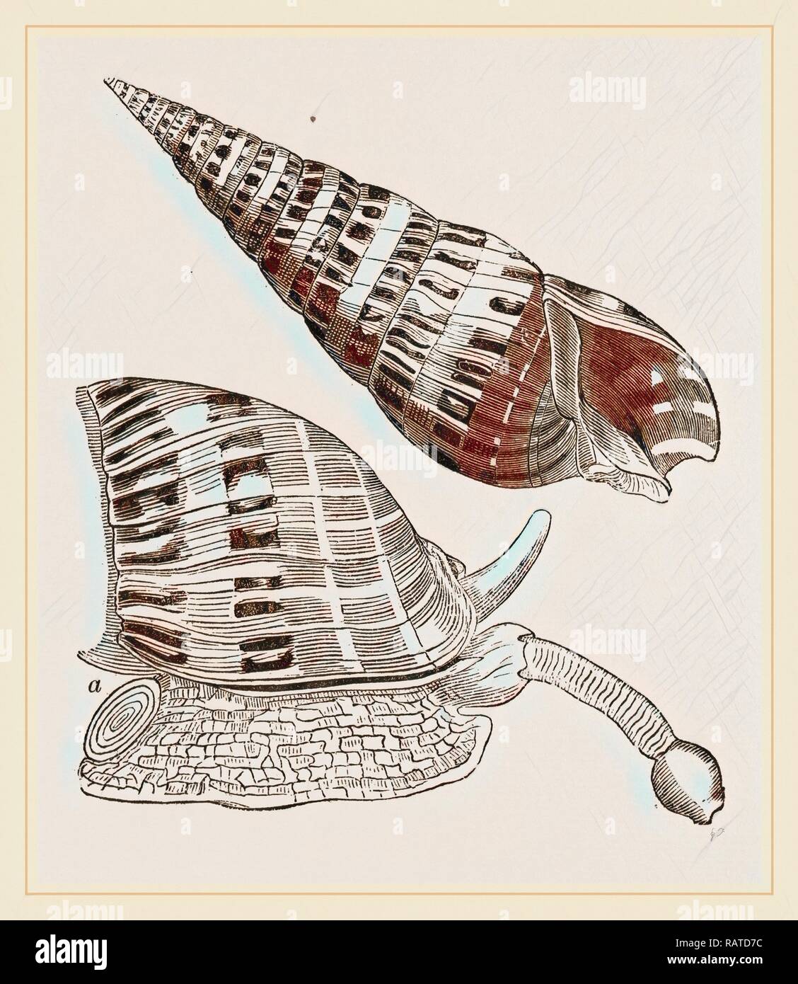 Spotted Subula. Reimagined by Gibon. Classic art with a modern twist ...