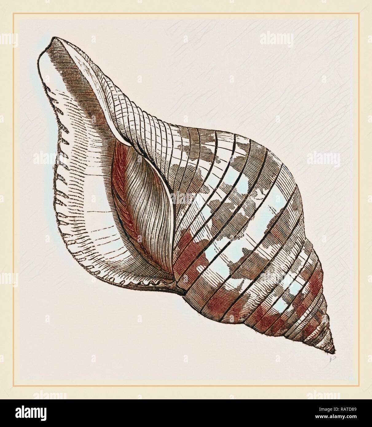 Tulip Fasciolaria. Reimagined by Gibon. Classic art with a modern twist ...