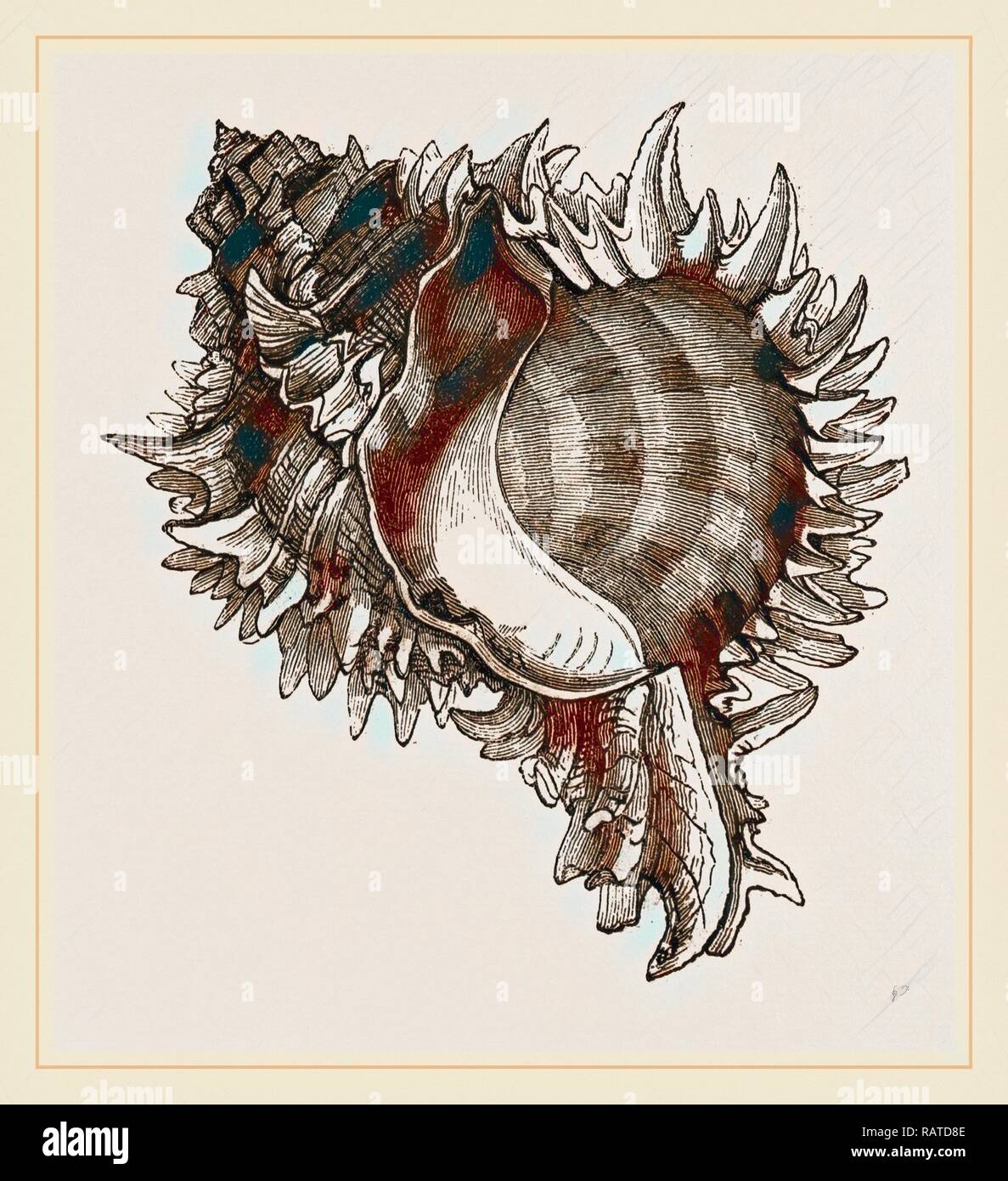 Royal Murex. Reimagined by Gibon. Classic art with a modern twist ...