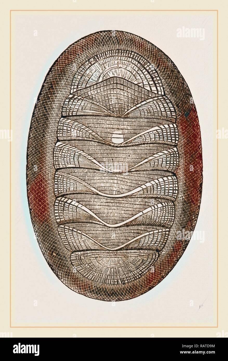 Magnificent Chiton. Reimagined by Gibon. Classic art with a modern ...