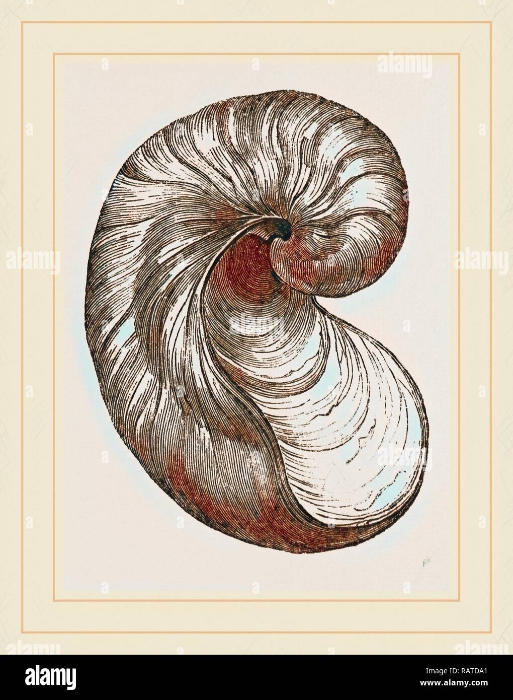 Incurved Gryphaea. Reimagined by Gibon. Classic art with a modern twist ...