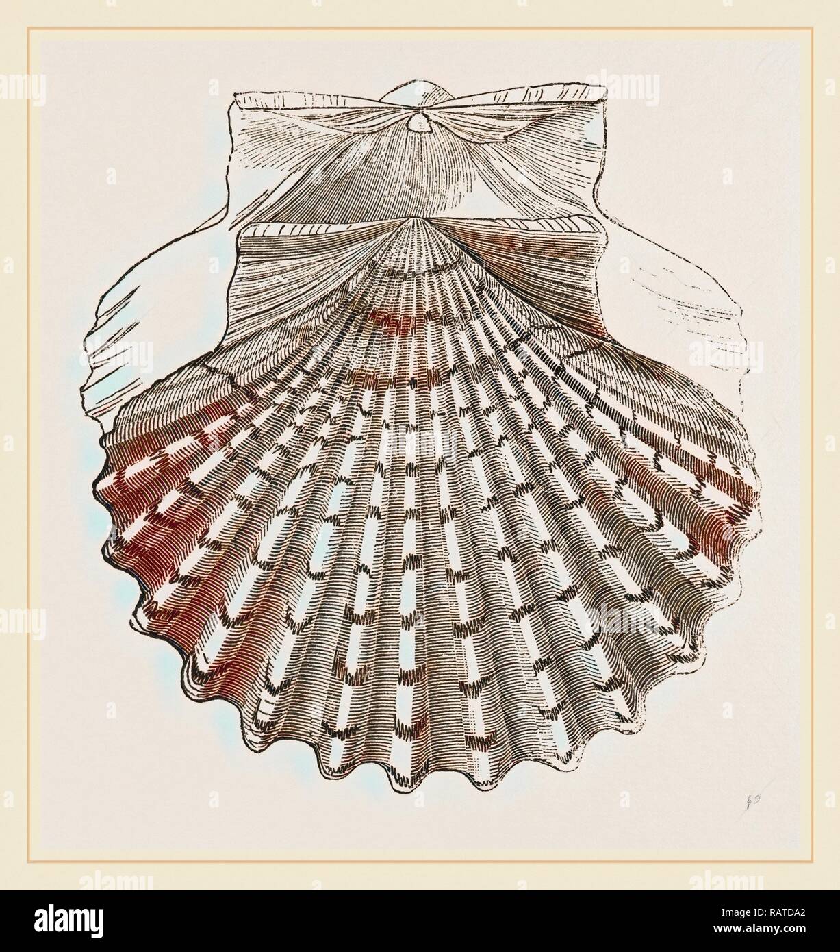 St. James Cockle. Reimagined by Gibon. Classic art with a modern twist ...