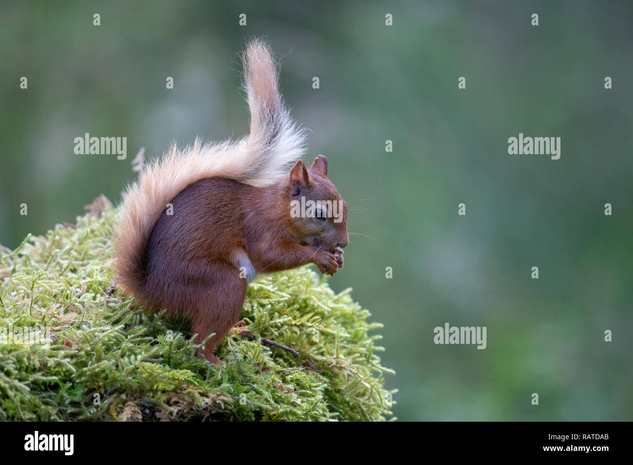 Red Squirrel Sciurus vulgaris Stock Photo - Alamy