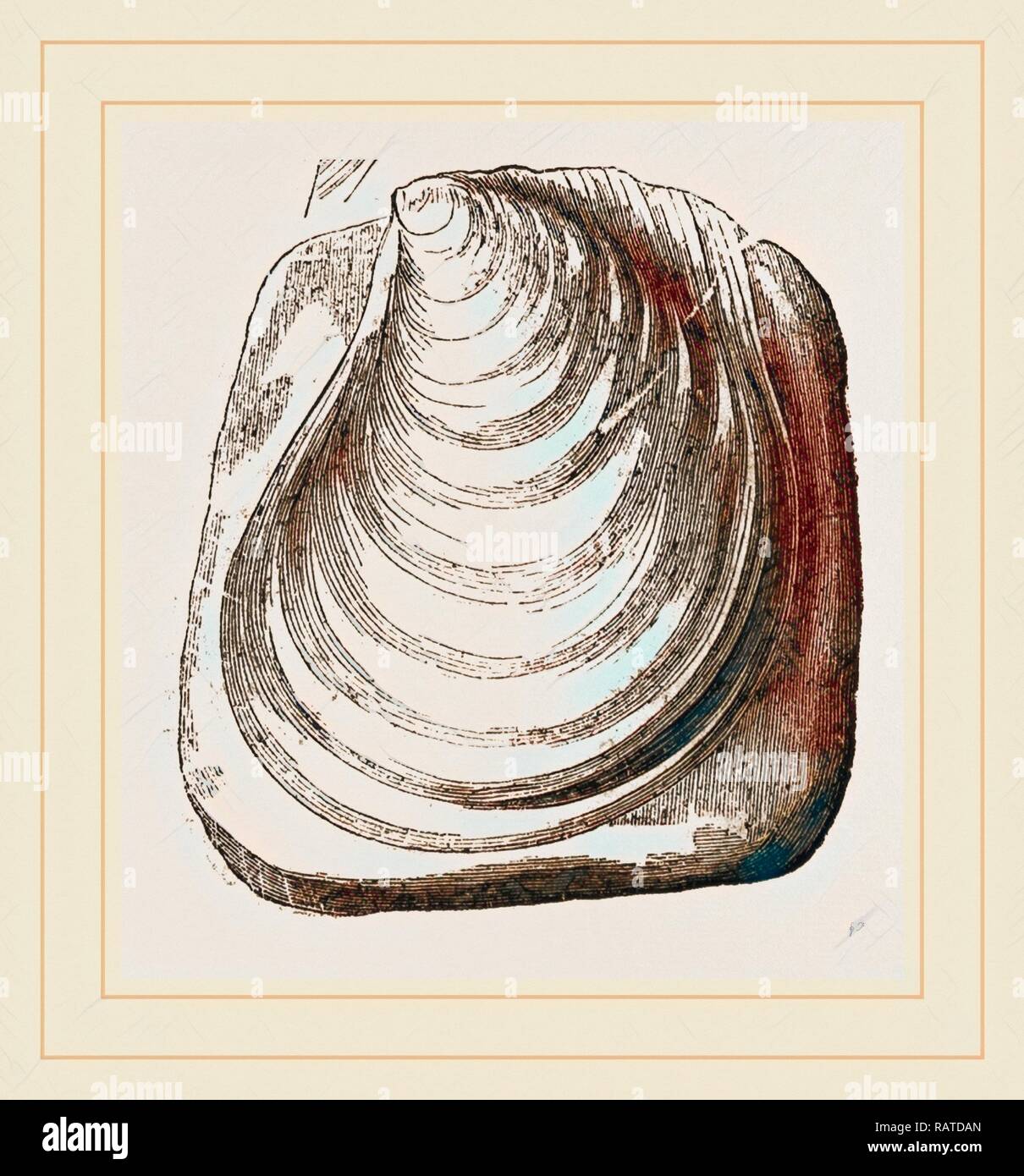 Catillus Cuvieri. Reimagined by Gibon. Classic art with a modern twist ...