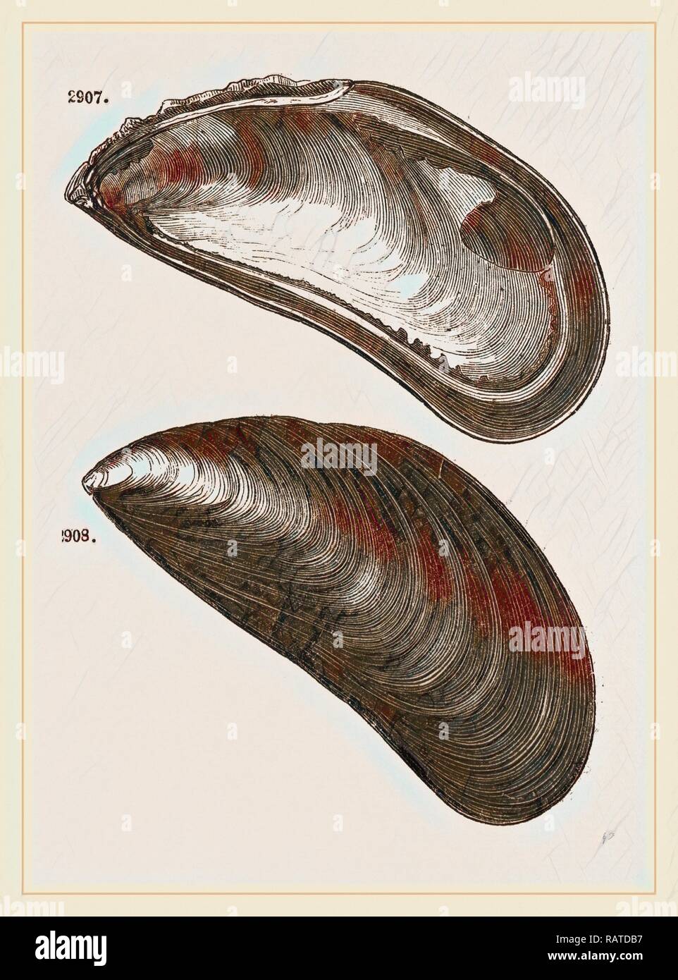 Shells of Mussel. Reimagined by Gibon. Classic art with a modern twist ...