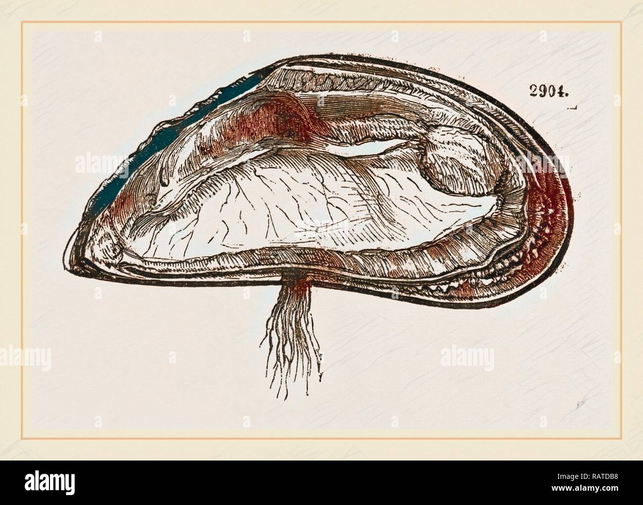 Mussel. Reimagined by Gibon. Classic art with a modern twist reimagined ...