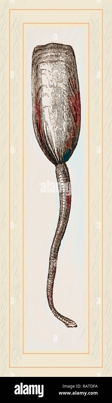 Lingula anatina. Reimagined by Gibon. Classic art with a modern twist ...