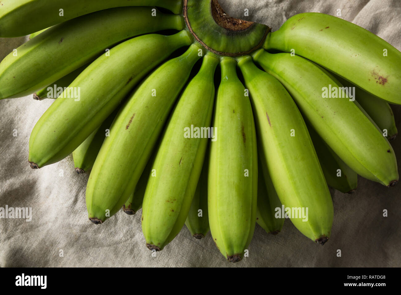 Raw Organic Unripe Green Baby Bananas in a Bunch Stock Photo - Alamy