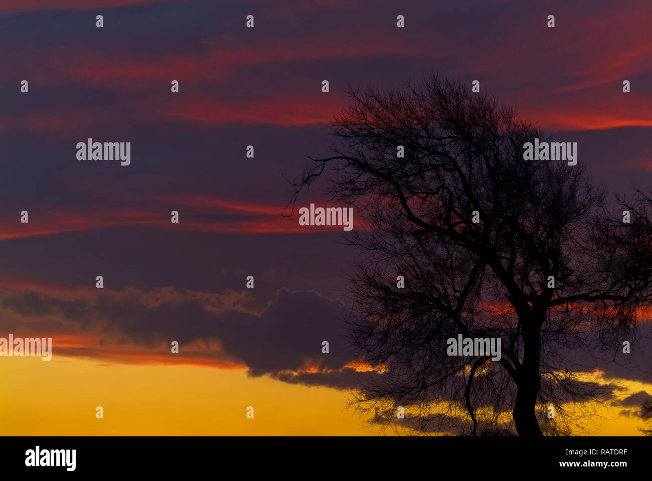 National tree of italy hi-res stock photography and images - Alamy