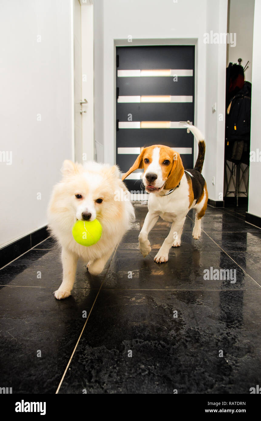 Two dogs running indoors playing together Stock Photo - Alamy
